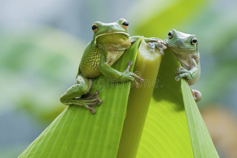 2,014 Two Frogs Stock Photos - Free & Royalty-Free Stock Photos from ...