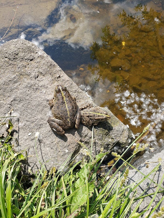 Two Frogs on a Stone Near a Pond Stock Image - Image of frogs, water ...