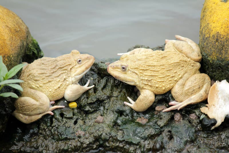 Two frogs stock image. Image of charcoal, animal, invading - 140223977