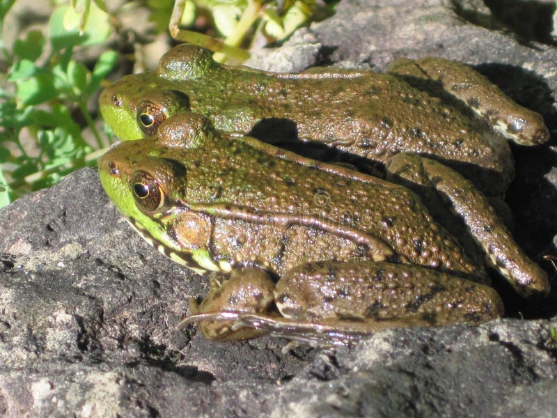 Frogs stock photo. Image of hanging, twins, friends - 124299026