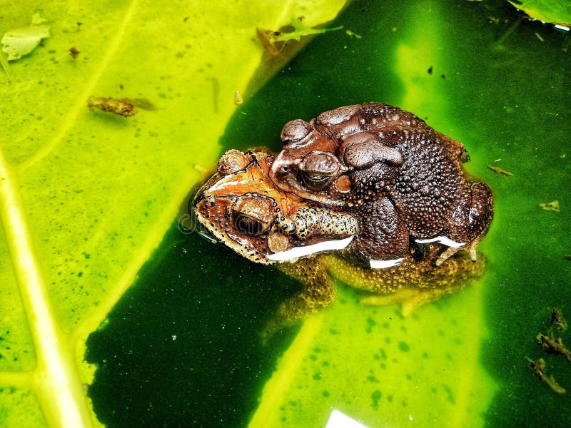 Two Frogs Undergoing Mating Season Stock Image - Image of mating ...