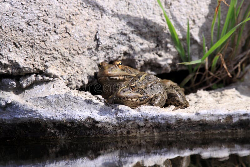 Two frogs stock image. Image of couple, frogs, season - 51112729