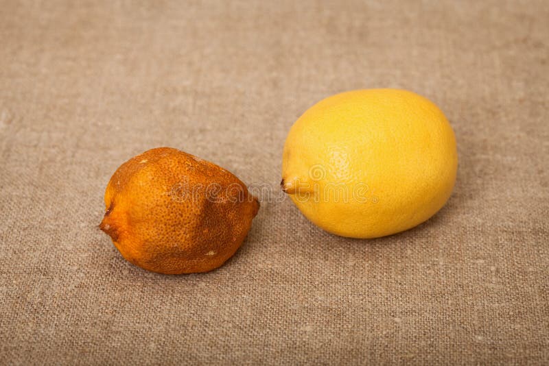 Two Fruit Against Canvas - Bad and Good Lemons Stock Photo - Image of ...