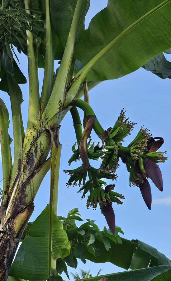 Two Fruit Branches and Three Banana Fruit Hearts in One Tree Stock ...