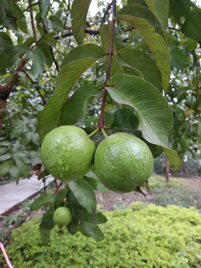 Two Fruit in Tree Green Colour Looking Pretty Stock Photo - Image of ...