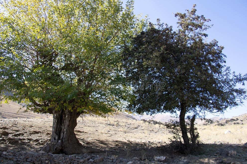 Two Fruit Trees Village, Uzbekistan Stock Image - Image of countryside ...