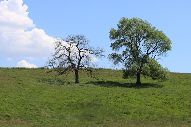 Two Full and Empty Trees Landscape Plain during Summer Stock Image ...