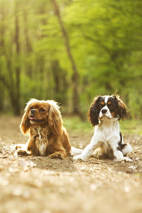 Two Fun Cavalier King Charles Spaniel Dog Stock Photo - Image of ...