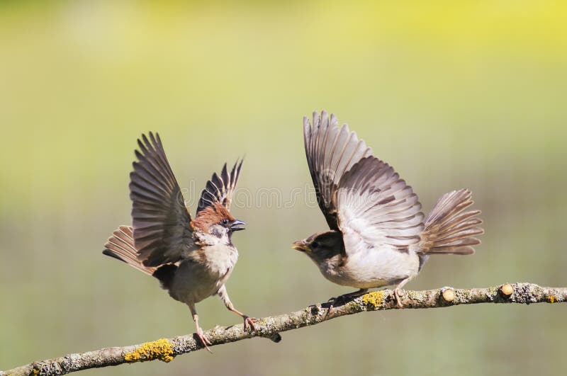 Two Funny Birds the Sparrows in the Spring in the Park on a Bra Stock ...