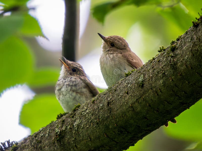 Two Funny Spotted Flycatcher Birds - Mom and Chick Stock Photo - Image ...