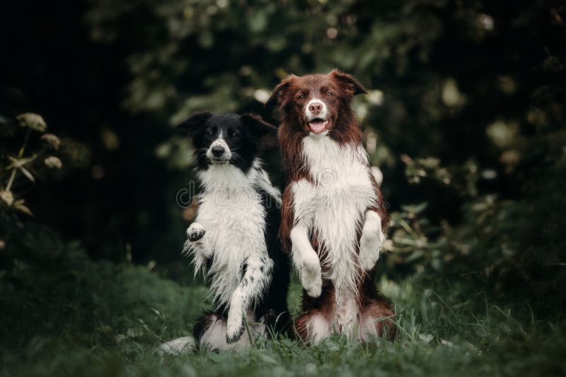 Two Funny Border Collies Doing a Trick Stock Photo - Image of sitting ...