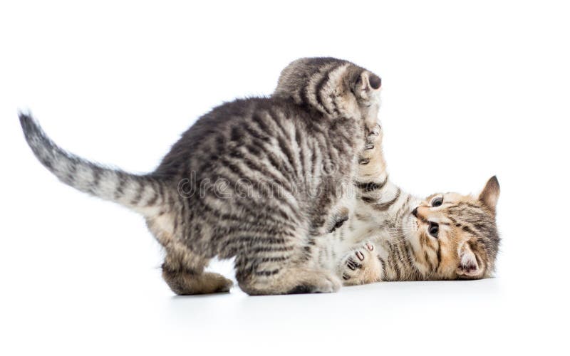 Two Funny Cat Kittens Play Together Stock Image - Image of interested ...