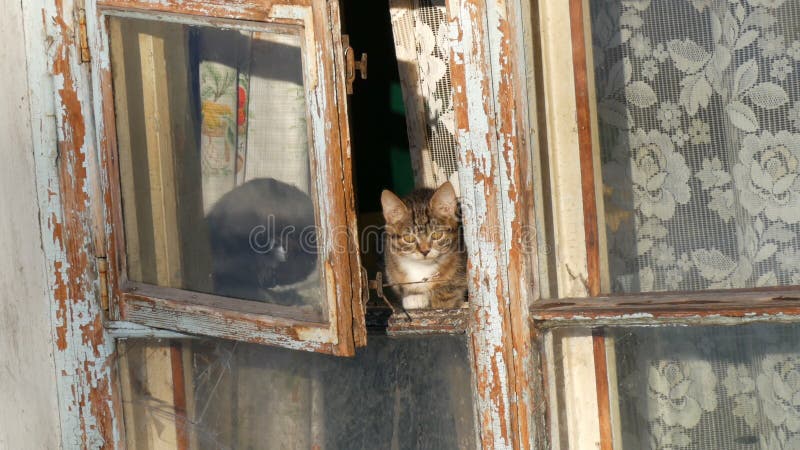 Two Funny Cats Sit in an Old Vintage Window and Look Outside Stock ...