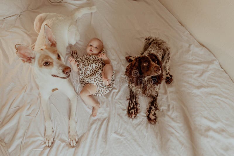 Two Funny Dogs on the Bed with Little Baby Stock Image - Image of dogs ...