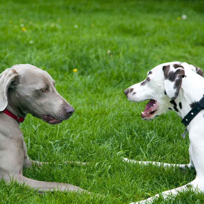 Two dogs playing stock image. Image of happy, green, playing - 13370821