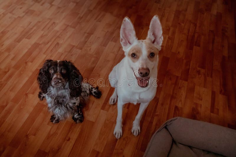 Two Funny Dogs Looking at the Camera, Portrait Stock Image - Image of ...