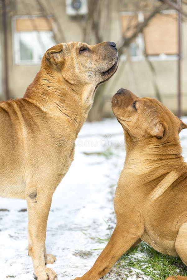 Two Funny Dogs Play Together Stock Image - Image of park, happy: 65243737