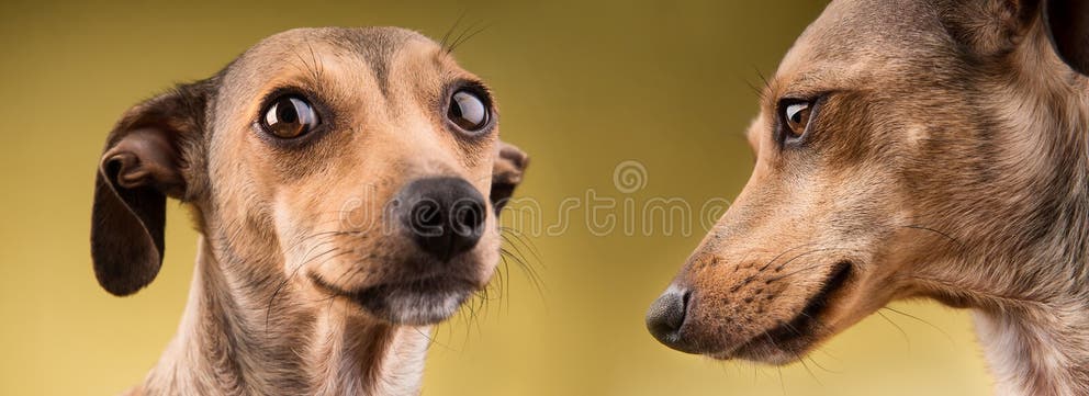 Two funny dogs portrait stock photo. Image of female - 50219414