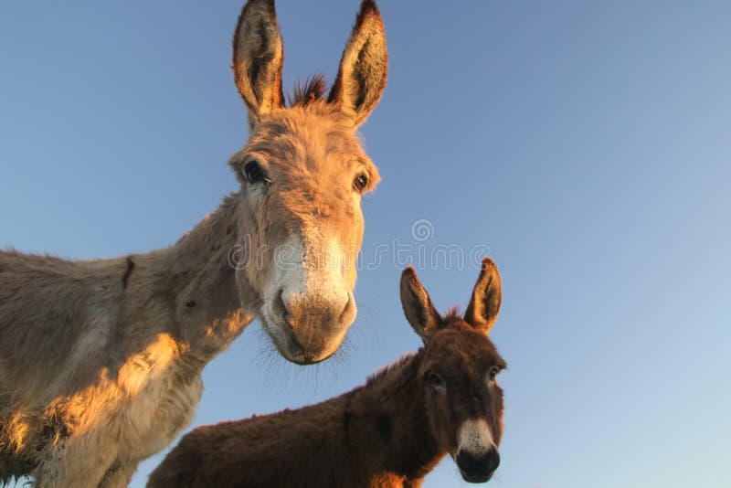 Two funny donkeys stock image. Image of view, headstrong - 115866465
