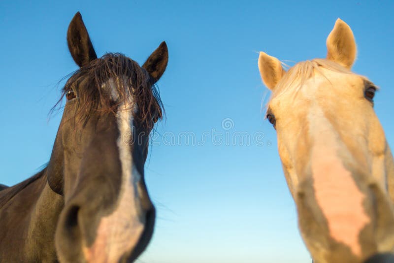 Two funny face horses stock image. Image of animals, brown - 66223575