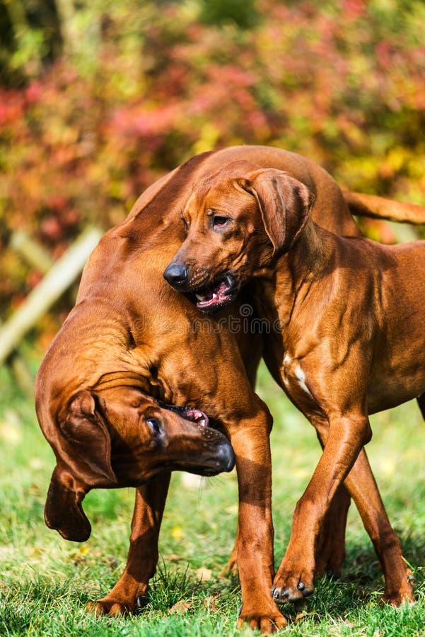 Funny Rhodesian Ridgeback Buddies Stock Image - Image of activity, eyes ...
