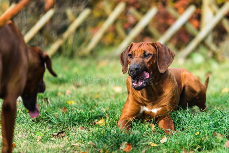 Two Funny Friendly Rhodesian Ridgeback Dogs Playing, Running, Chasing ...