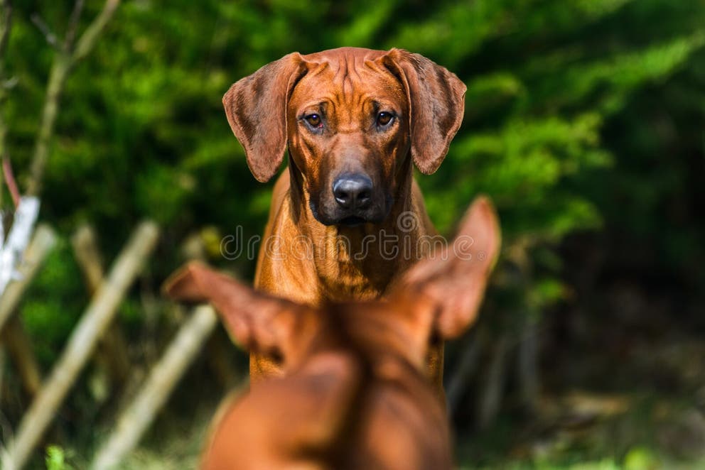 Two Funny Rhodesian Ridgebacks Dogs Playing, Running, C Stock Photo ...