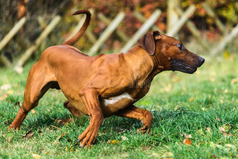 Funny Rhodesian Ridgeback Puppy Stock Image - Image of look, animals ...