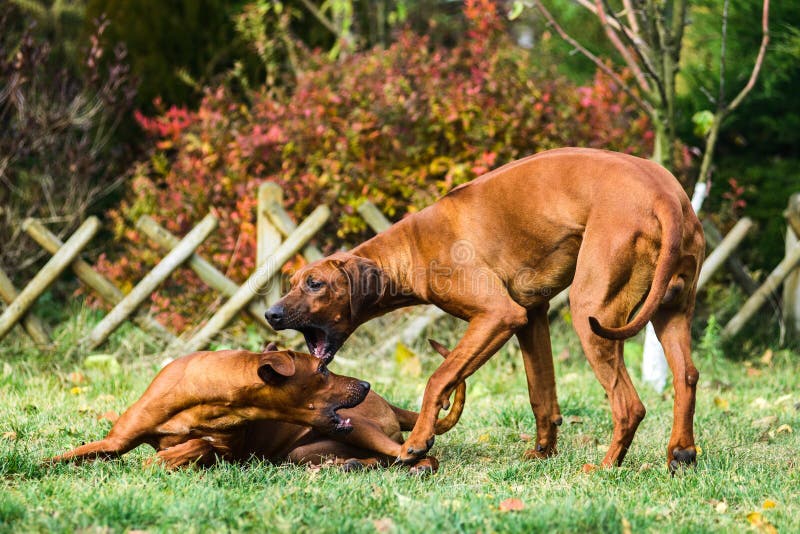 Rhodesian Ridgebacks by the River Stock Image - Image of friend ...