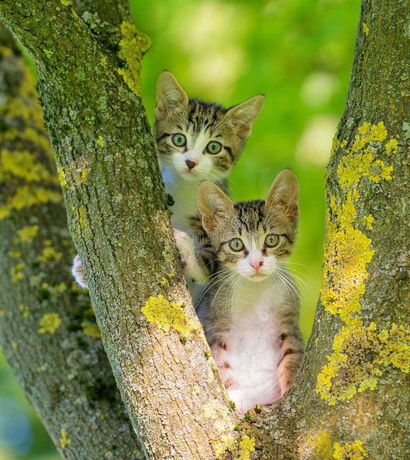 Kitten on a tree stock photo. Image of full, isolate - 23235662