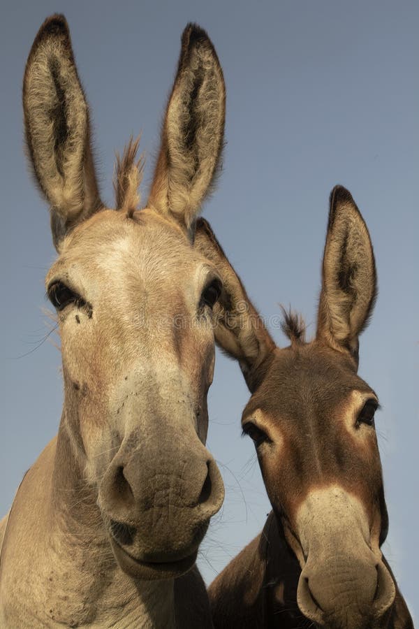 Two Funny Inquisitive Donkeys Stock Image - Image of looking, herd ...