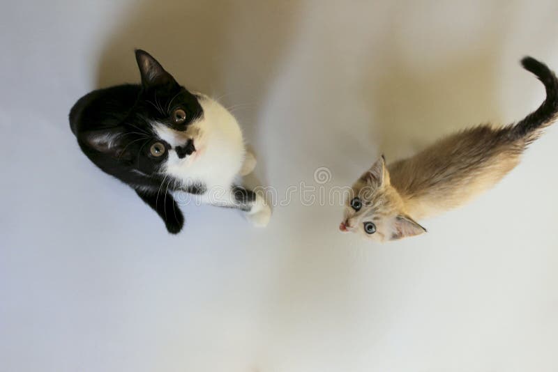 Two Funny Kittens Looking at Camera. Stock Image - Image of lonely ...