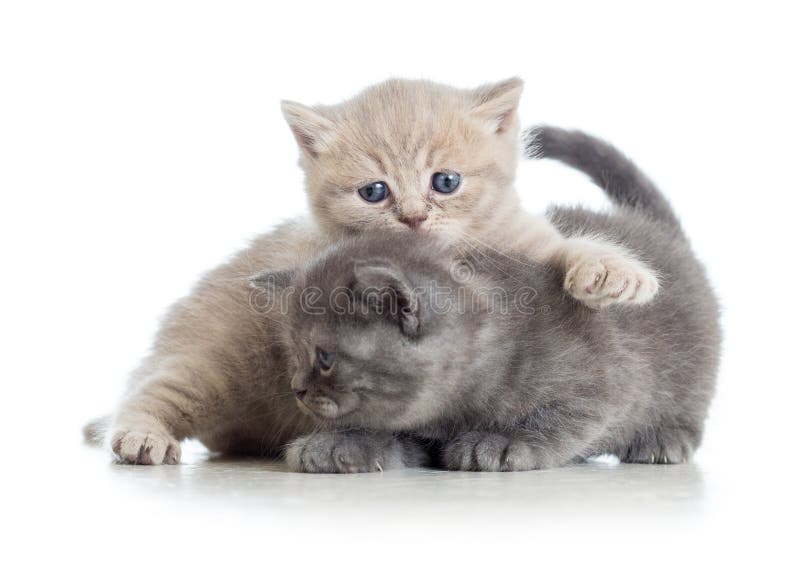 Two Funny Kittens Playing with Each Other Stock Photo - Image of child ...