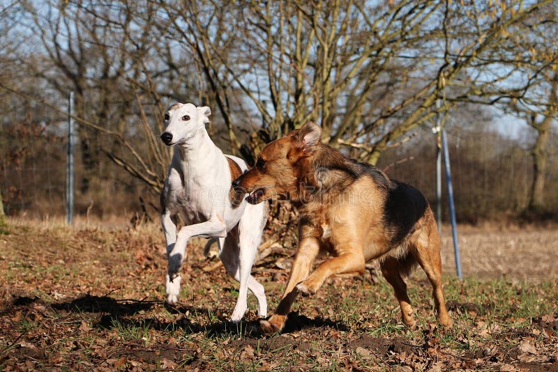 Two Mixed Dogs are Running Together in the Park Stock Photo - Image of ...
