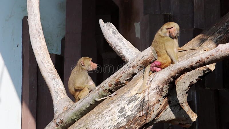 Two Funny Monkeys are Sitting on a Dry Tree Stock Video - Video of ...