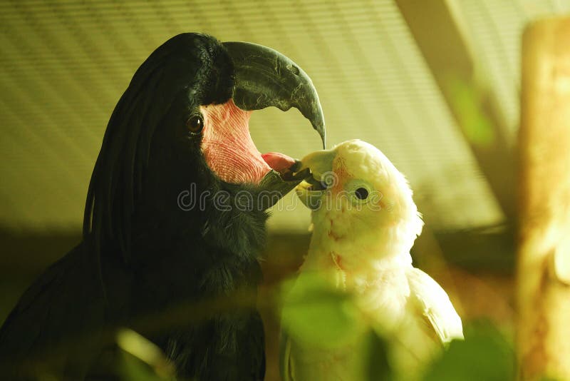 Two Funny Parrots in the Zoo View Stock Image - Image of pink, animal ...