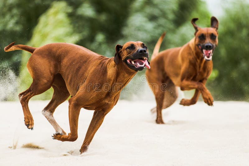 Funny Rhodesian Ridgeback Buddies Stock Image - Image of activity, eyes ...