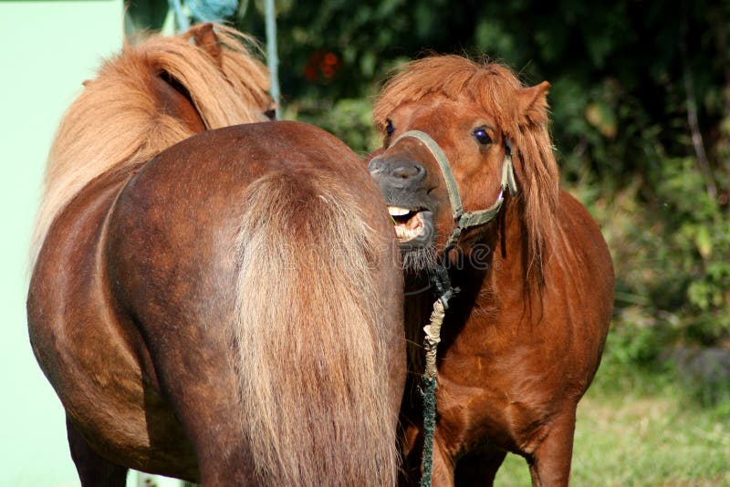 Funny pony stock photo. Image of norwegian, horses, main - 13795790