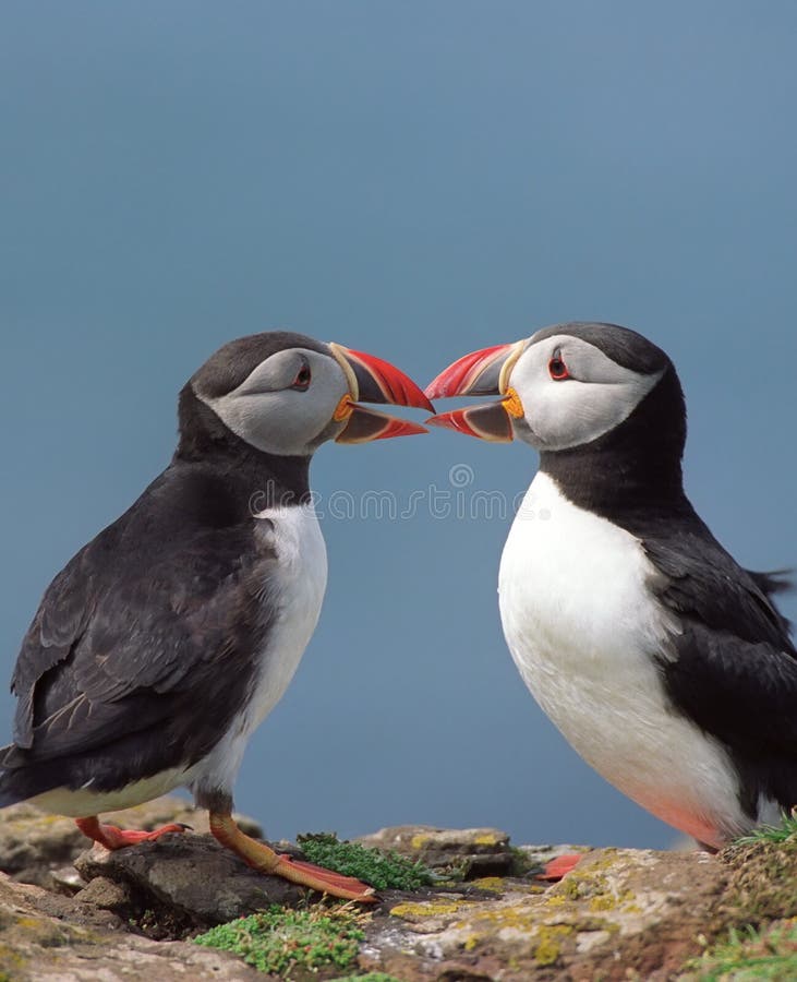 Two funny puffins stock image. Image of wild, bird, communication ...