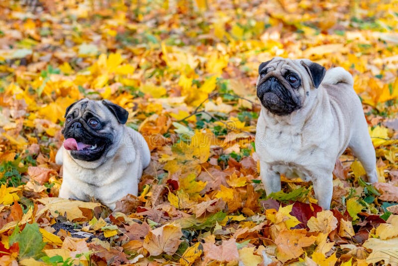 Two Funny Pug Dogs in the Park in the Fall on the Fallen Leaves Stock ...
