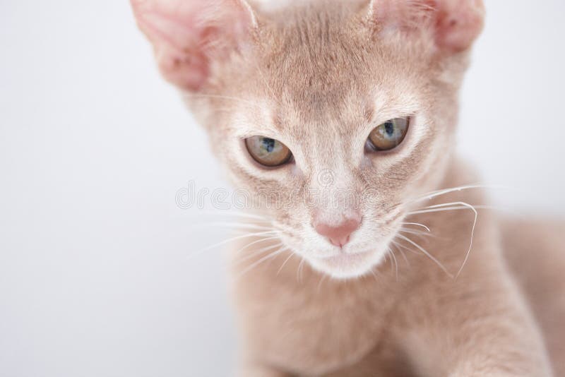 Cute little red cat. stock photo. Image of mammals, ginger - 106955400