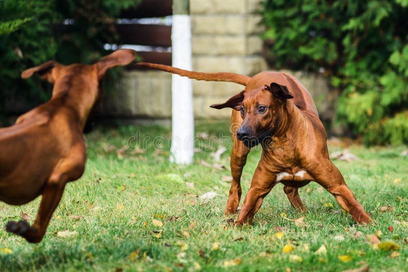 Two Funny Rhodesian Ridgebacks Dogs Playing, Running, C Stock Image ...