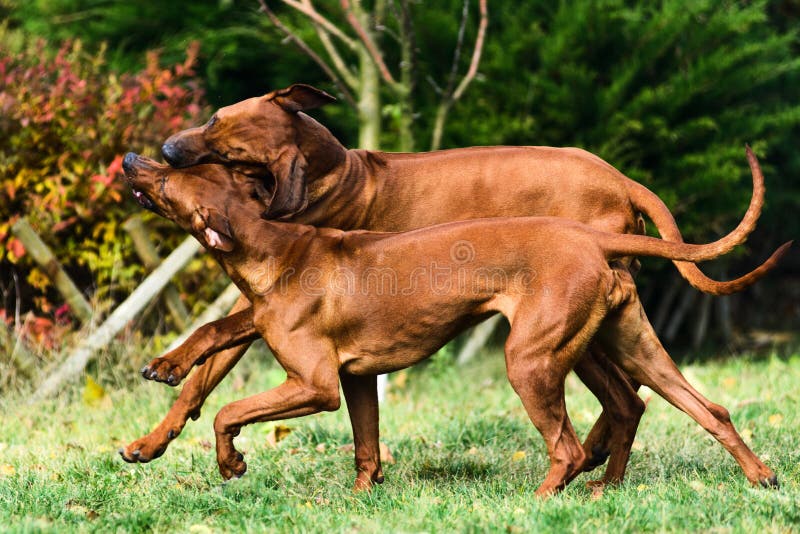 Rhodesian Ridgebacks by the River Stock Image - Image of friend ...