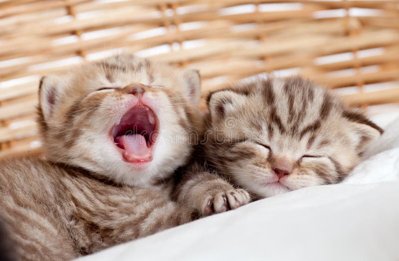 Two Funny Sleeping and Yawning Kittens Stock Photo - Image of close ...