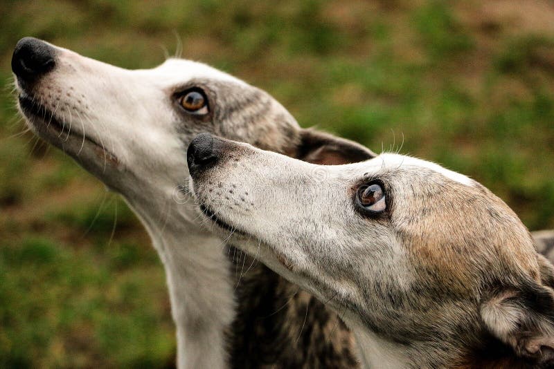 Two Small Whippets are Looking Up To the Sky Stock Photo - Image of ...