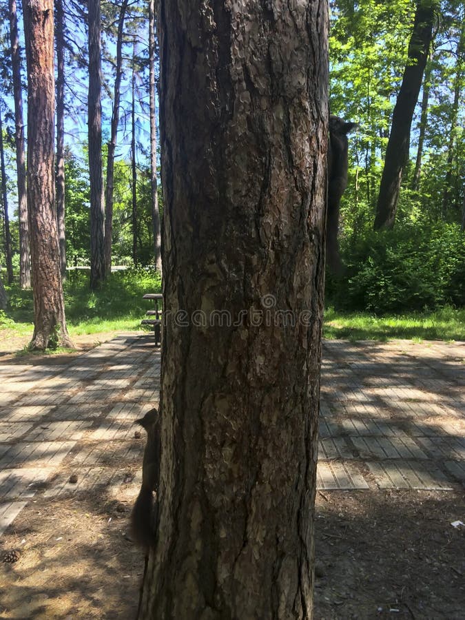 Two Funny Squirrels Climbing a Tree Simultaneously Stock Image - Image ...