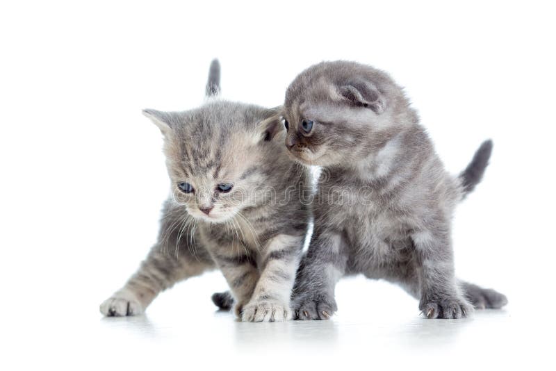 Two Funny Kittens Playing with Each Other Stock Photo - Image of child ...