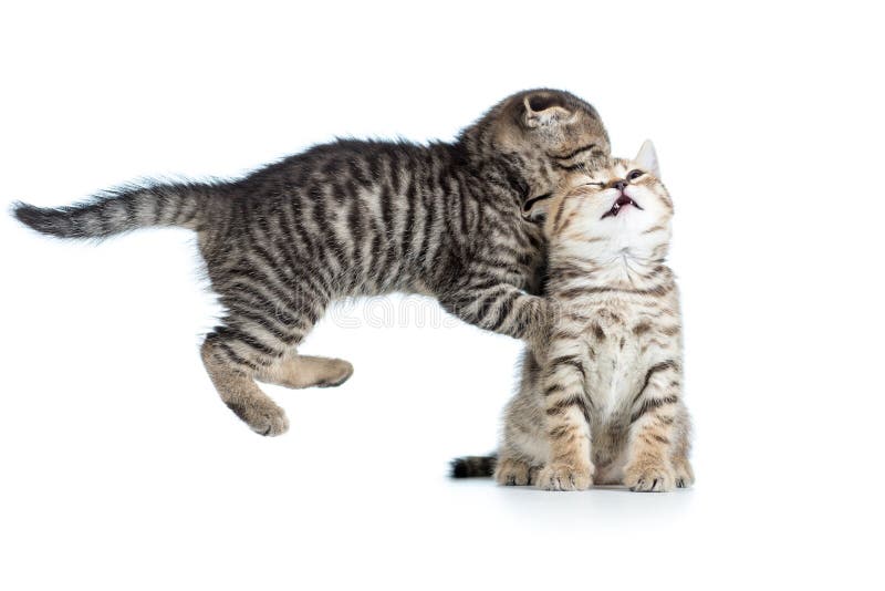 Two Funny Young Kittens Play Together Stock Image - Image of pedigreed ...