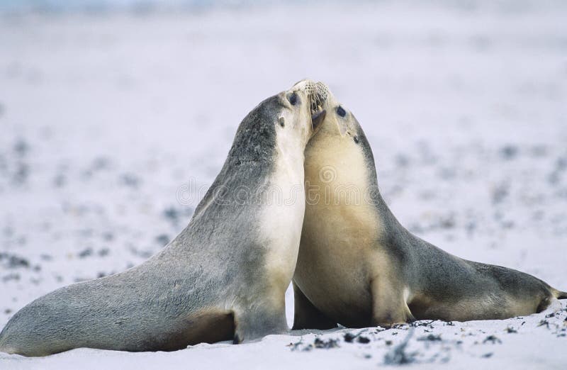 Two Fur Seals Bonding on Beach Stock Image - Image of face, love: 30846317
