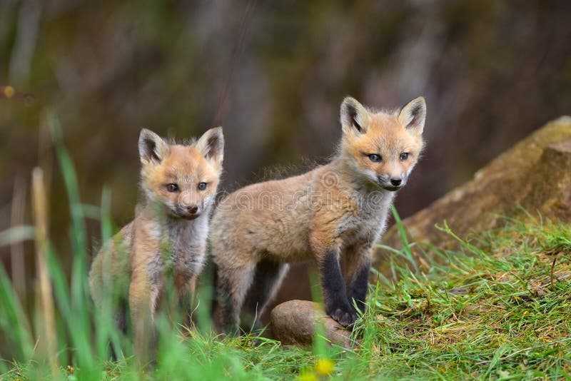 Two fuzzy red fox kits stock image. Image of alert, grass - 79649103